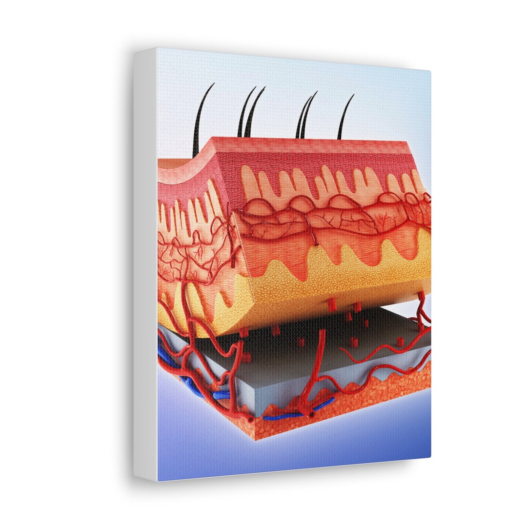 Human Skin Layers Illustration Art Canvas Gallery Wraps - Etsy