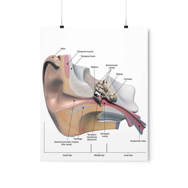 Human Ear Cross-section With Labels Premium Matte Vertical Posters - Etsy