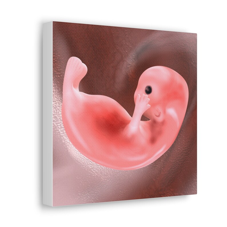 Human Embryo Illustration Human Anatomy Canvas Gallery Wraps - Etsy