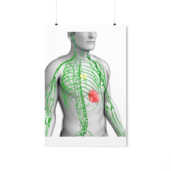 Lymphatic System Posters - Etsy
