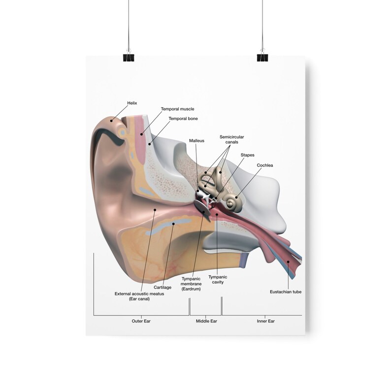 Human Ear Cross-section With Labels Premium Matte Vertical Posters - Etsy
