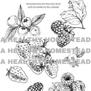 Homestead Coloring Book digital - Etsy