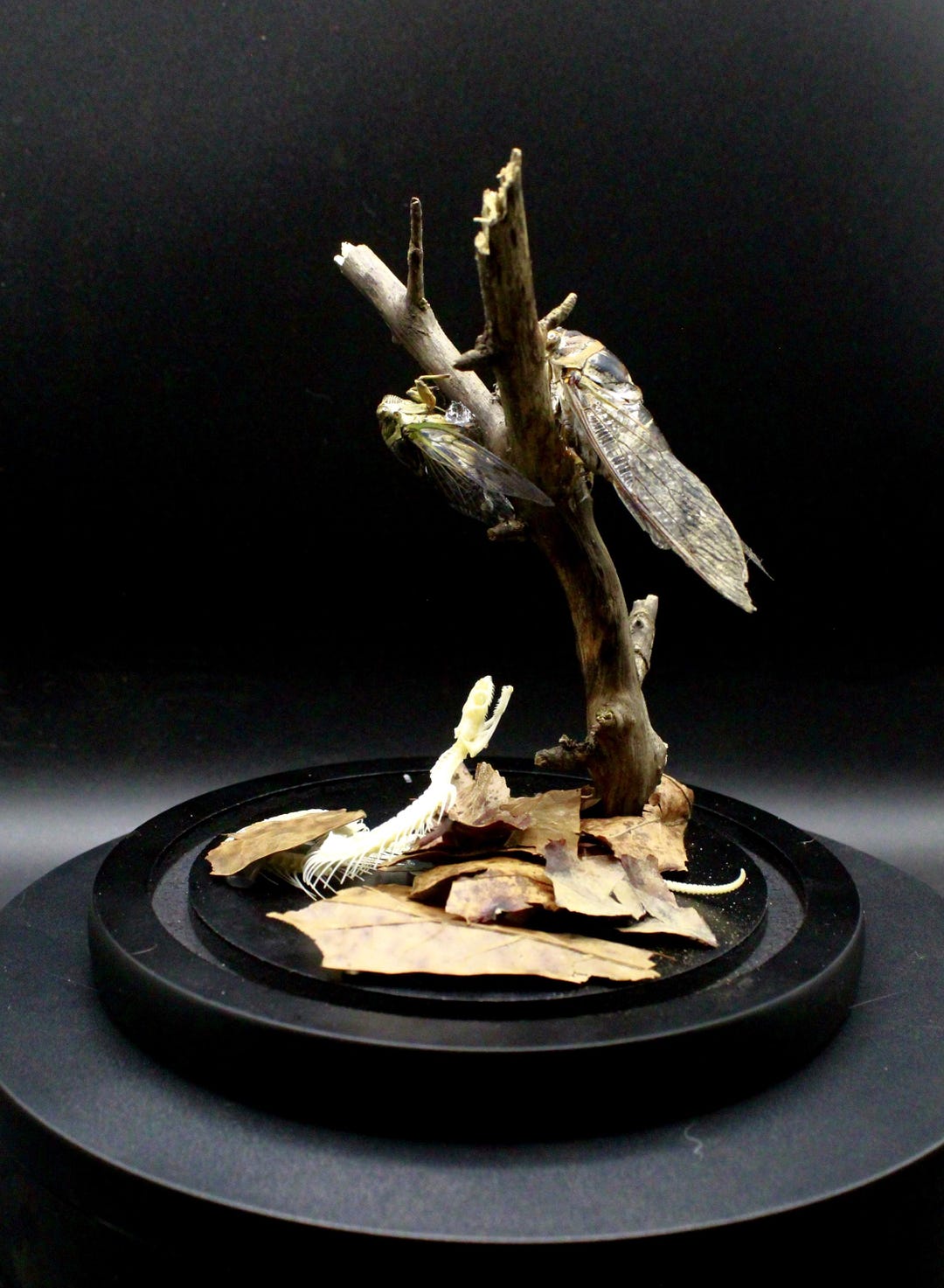 Cicada With Snake Skeleton Set in a Cloche - Etsy
