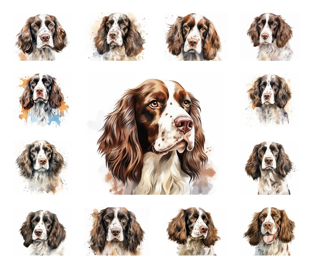 24 English Springer Spaniel Dog Clipart , Watercolor English Springer ...