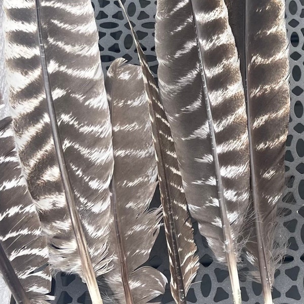Wild Turkey Feathers - Etsy