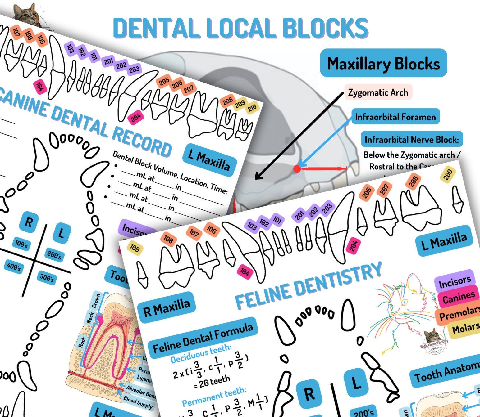 Printable Veterinary Dental Charts and Local Blocks Canine/feline - Etsy