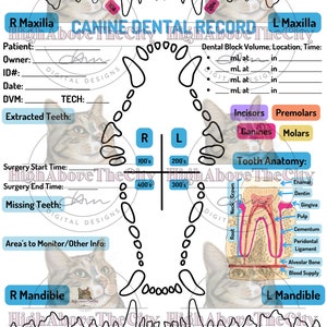 Printable Veterinary Dental Charts and Local Blocks Canine/feline - Etsy