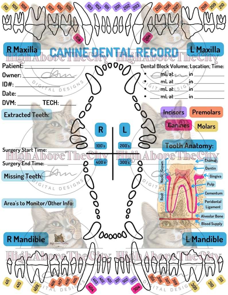 Printable Veterinary Dental Charts and Local Blocks Canine/feline - Etsy