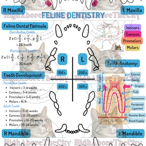 Printable Veterinary Dental Charts and Local Blocks Canine/feline - Etsy