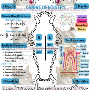 Printable Veterinary Dental Charts and Local Blocks Canine/feline - Etsy