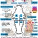 Printable Veterinary Dental Charts and Local Blocks Canine/feline - Etsy