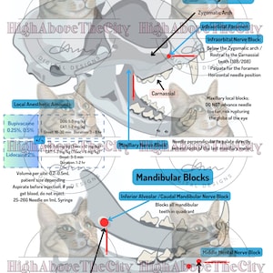Printable Veterinary Dental Charts and Local Blocks Canine/feline - Etsy