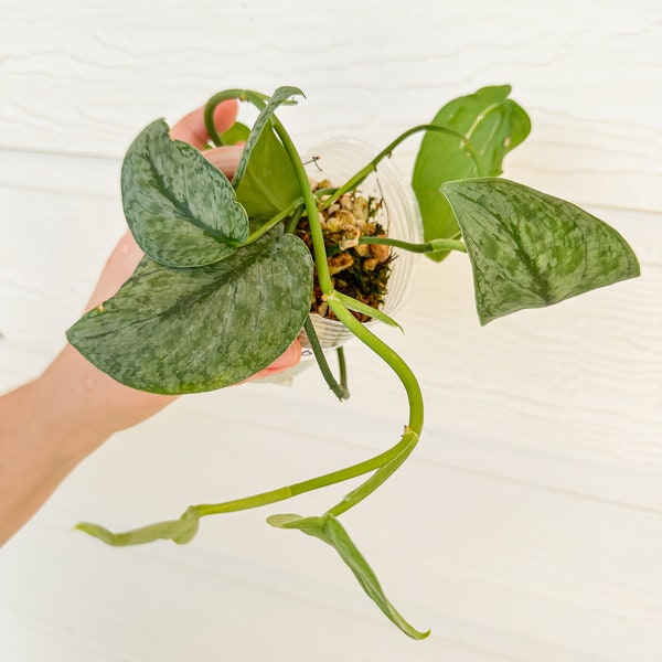 Scindapsus Tattoo - Etsy