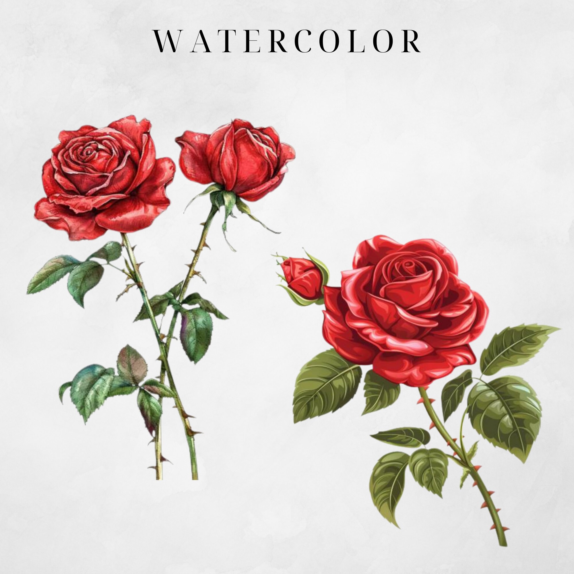 Rose Bud and Stem Clipart, Red Rose Clipart, 12 Rose Stem Clipart Set ...