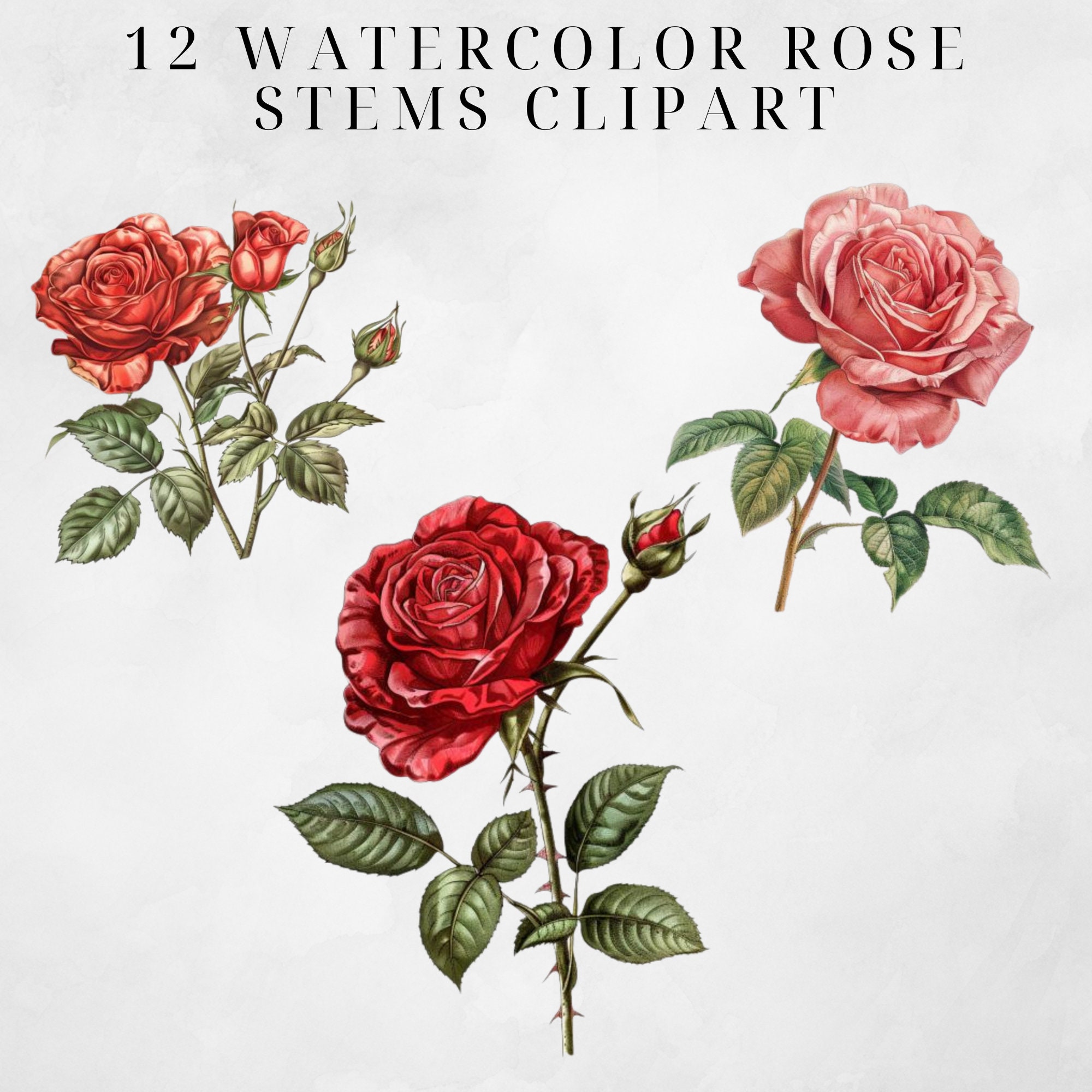 Rose Bud and Stem Clipart, Red Rose Clipart, 12 Rose Stem Clipart Set ...