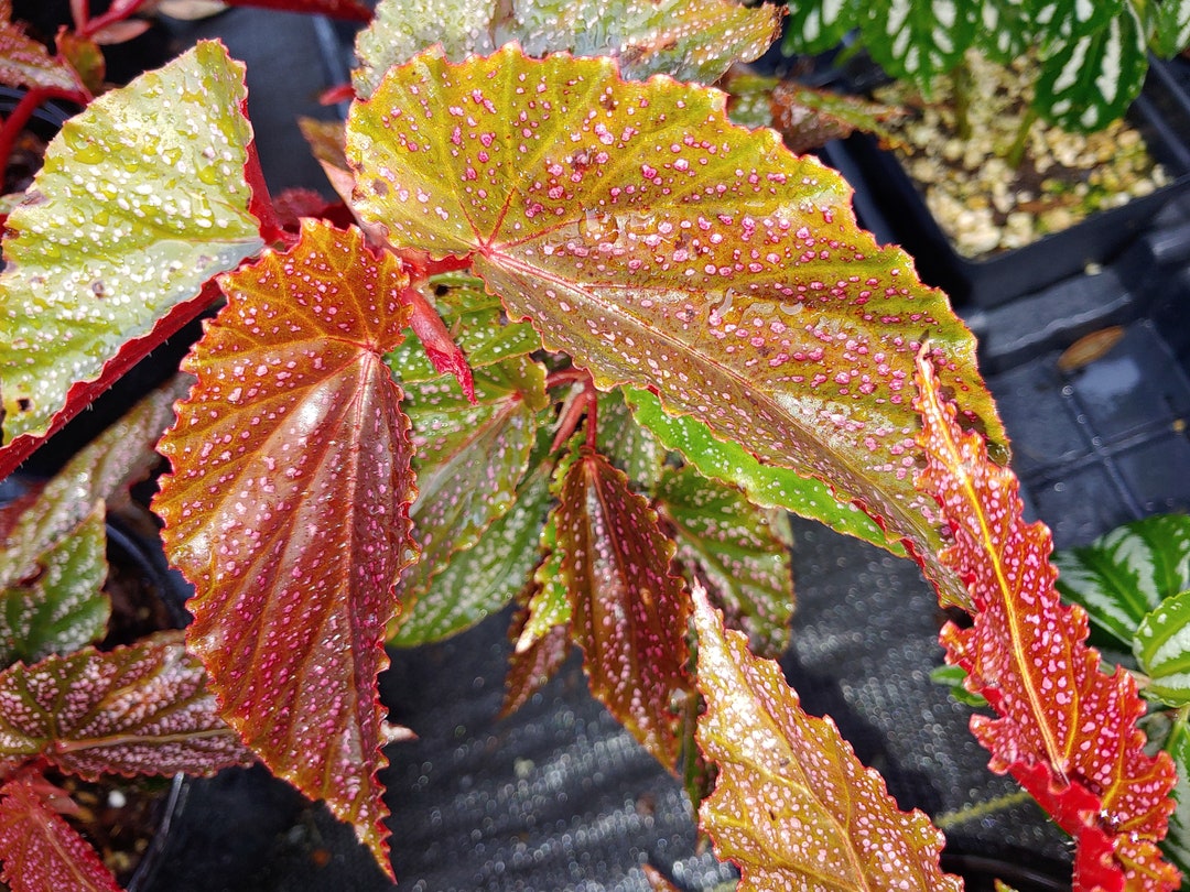 Angel Wing Begonia (dragon Wing) Benigo Pink | 4 Inch Pot - Etsy