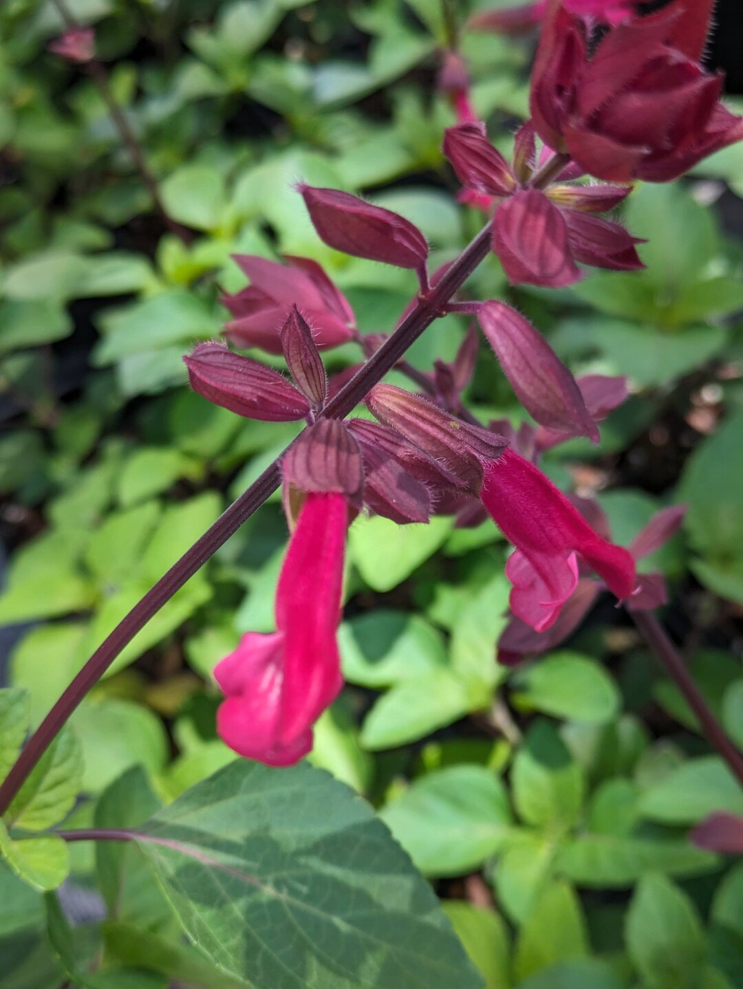 Burgundy Salvia 4 Inch Pot - Etsy