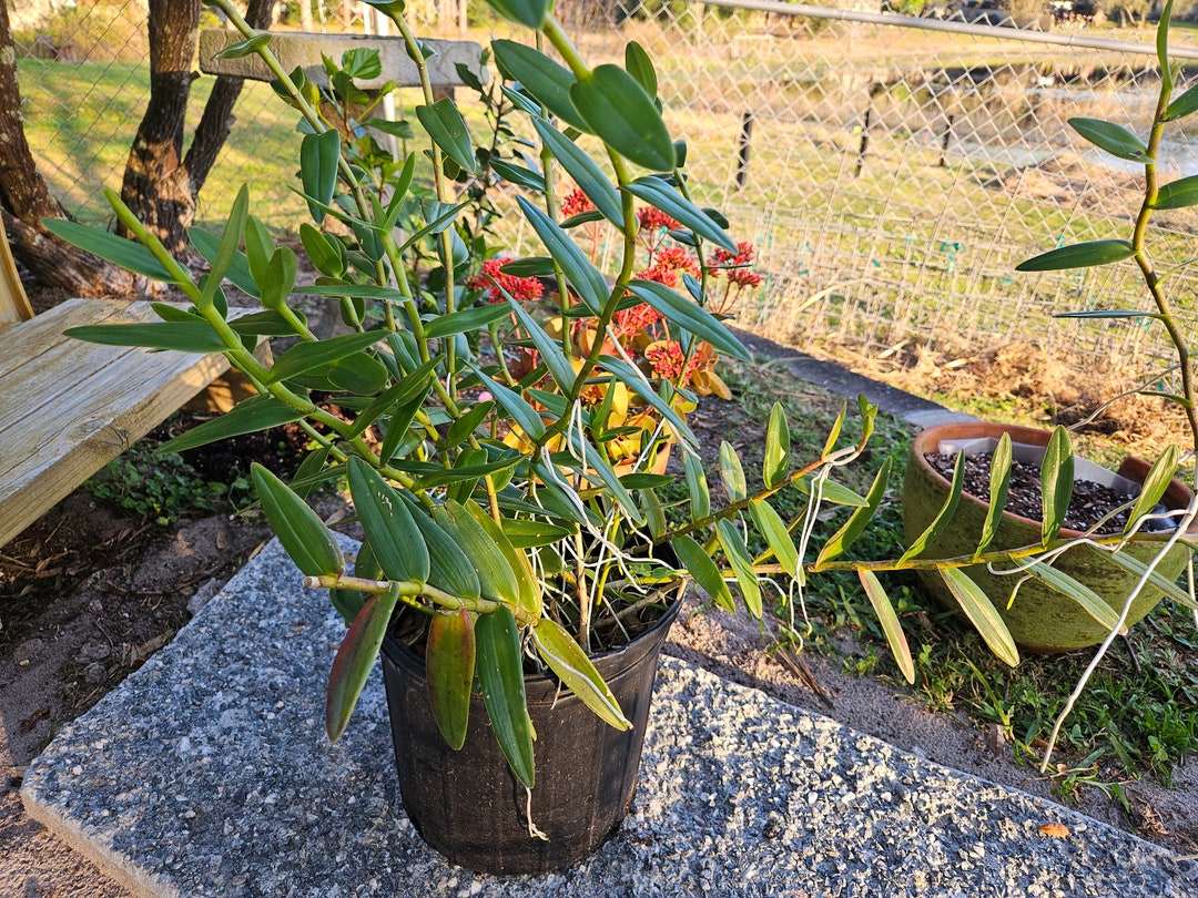Reed Orchid Red and Orange, Epidendrum Radicans - Etsy