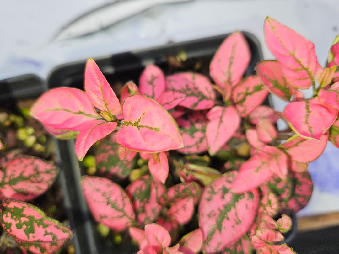 Hot Pink POLKA DOT Plant, Freckle Plant, Hypoestes Phyllostachya Rooted ...
