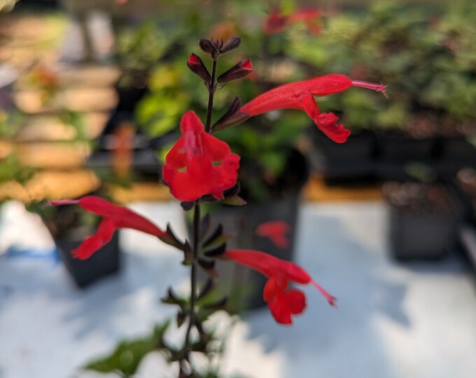 Native Red Salvia | Attracts Hummingbirds, Butterflies, and Other ...