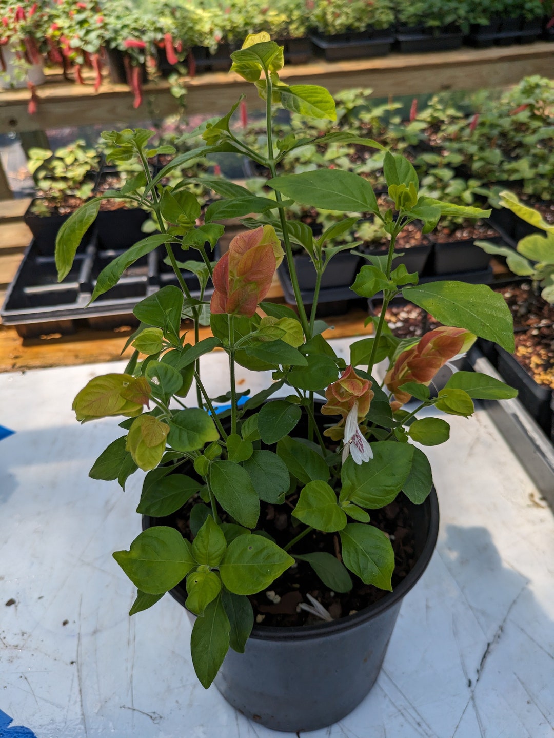 Shrimp Plant | Justicia Brandegeeana | 1 Gallon - Etsy