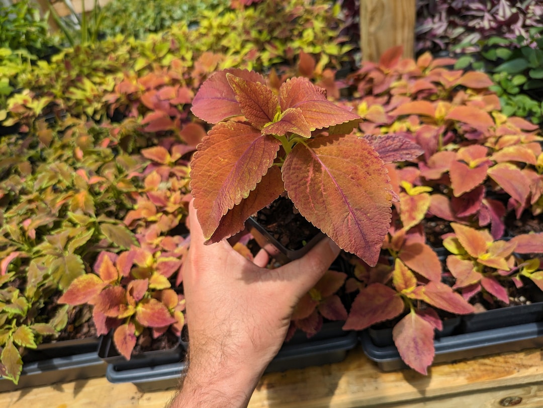 Live Alabama Sunset Coleus Plant 4 Pot Size - Etsy