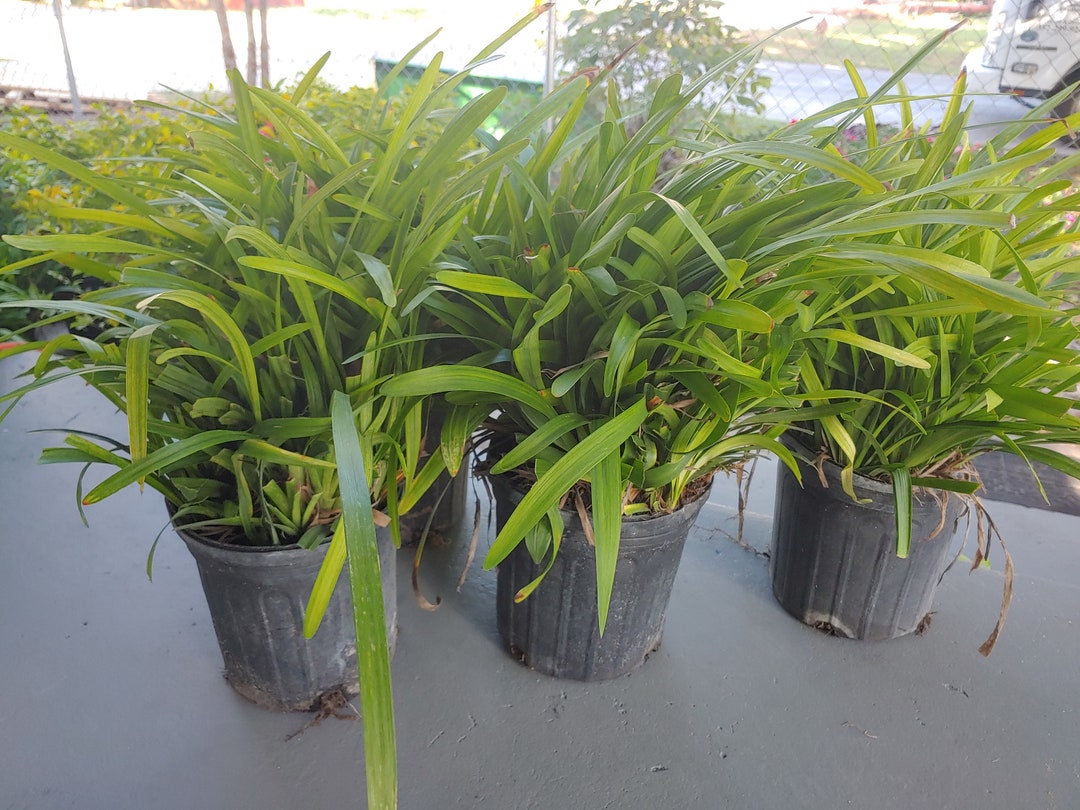 Lilriope, Wide Leaf Blue Flower Spikes - Etsy