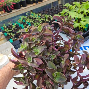 Pale Puma Tradescantia Pallida 1 Gallon Nursery Pot - Etsy