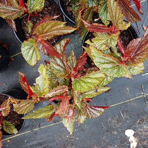 Angel Wing Begonia (dragon Wing) Benigo Pink | 4 Inch Pot - Etsy