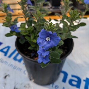 Blue Daze Groundcover | Evolvulus Glomeratus | 1 Gallon Wrapped Root ...