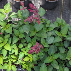 Burgundy Salvia 4 Inch Pot - Etsy