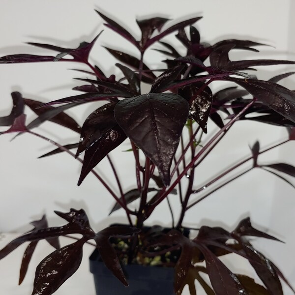 Sweet Potato Vine - Etsy