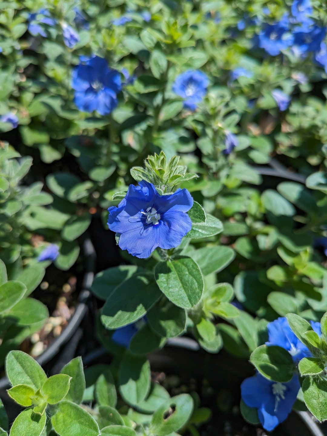 Blue Daze Groundcover | Evolvulus Glomeratus | 1 Gallon Wrapped Root ...
