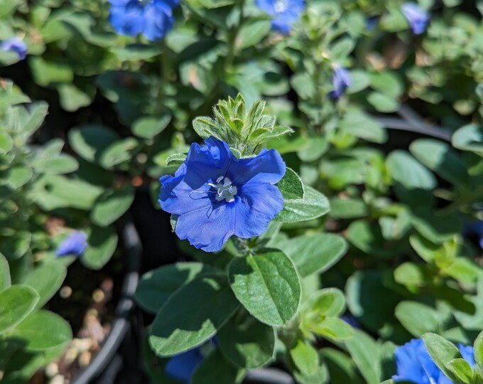 Blue Daze Groundcover | Evolvulus Glomeratus | 1 Gallon Wrapped Root ...