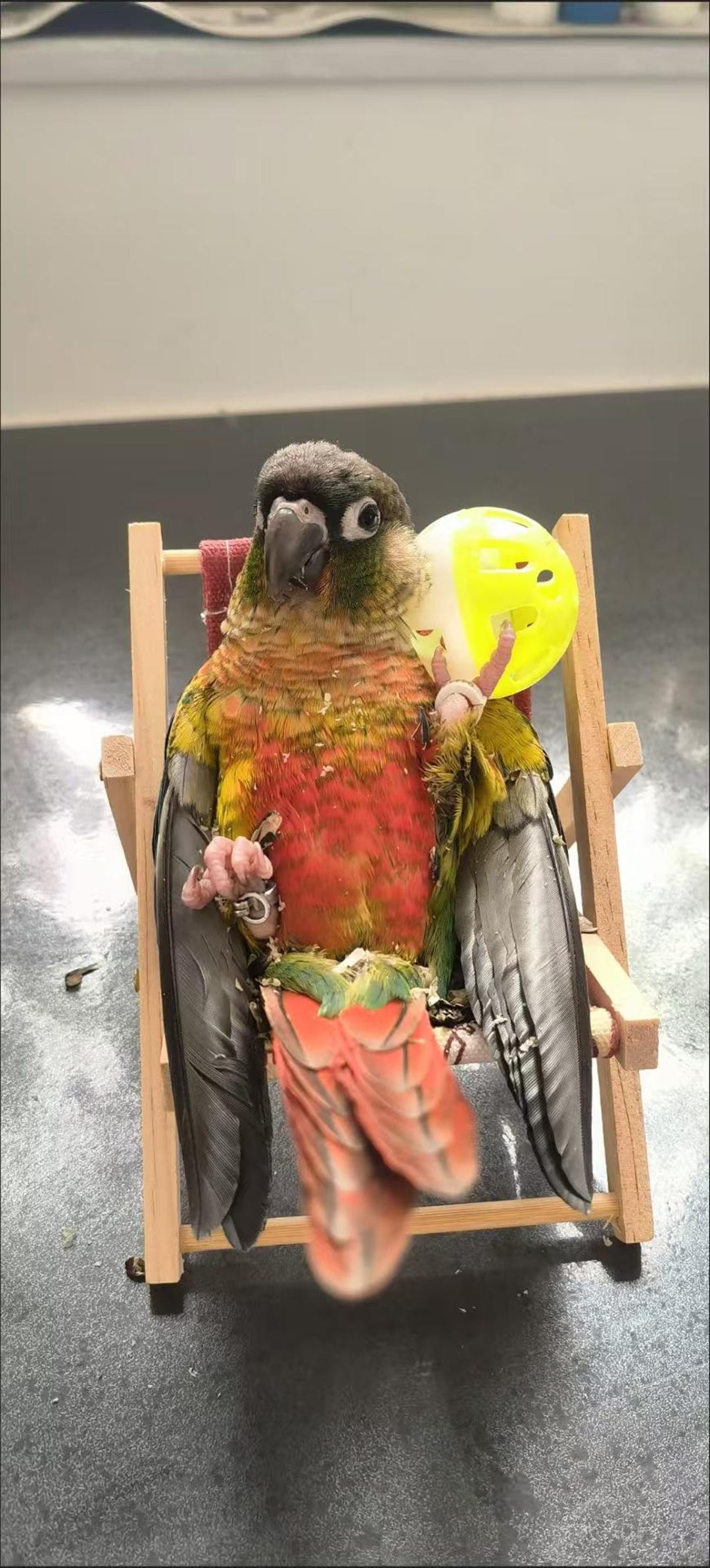 Miniature Beach Chair Parrot Toy: Nordic Desk Decor, Bird Perch - Etsy