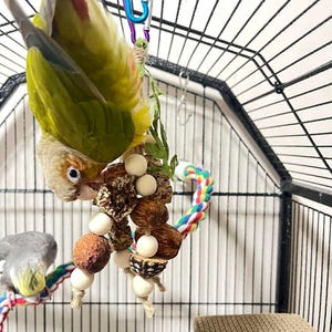 Natural Starfruit and Nut Parrot Chew Toy – Handmade Bird Foraging Toy ...