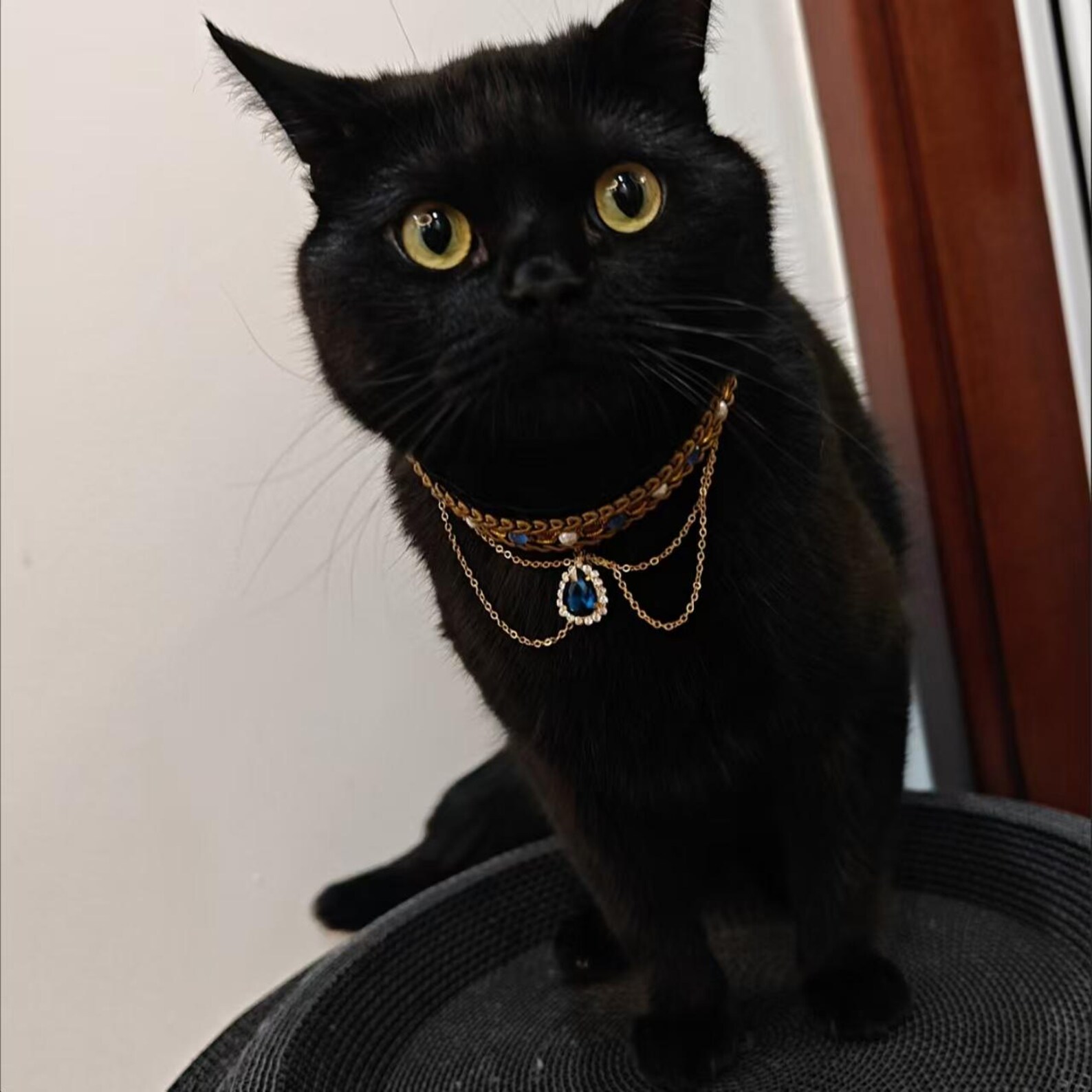 Exotic Cat Collar - Stunning Halloween Gift & Back to School Present ...