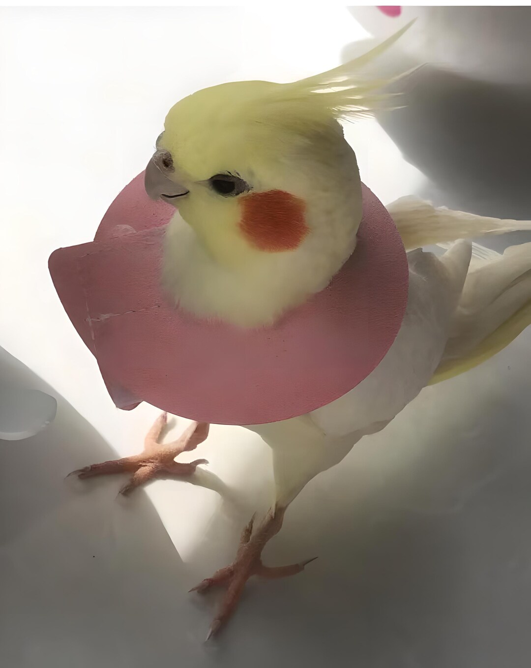 Bird Recovery Collar for Cockatiels and Parrots – Soft Anti-bite Cone ...