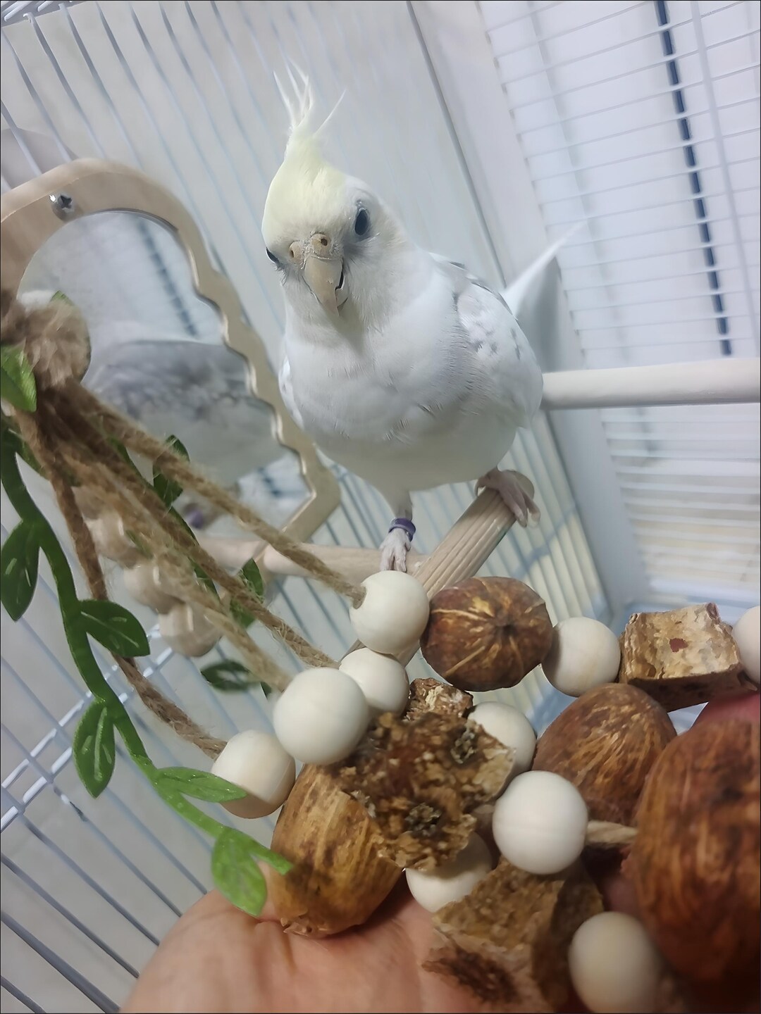 Natural Starfruit and Nut Parrot Chew Toy – Handmade Bird Foraging Toy ...