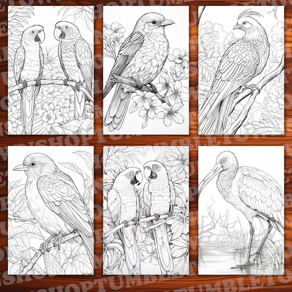 20 Native Birds Coloring Page Book, Adults and Kids, Instant Download ...