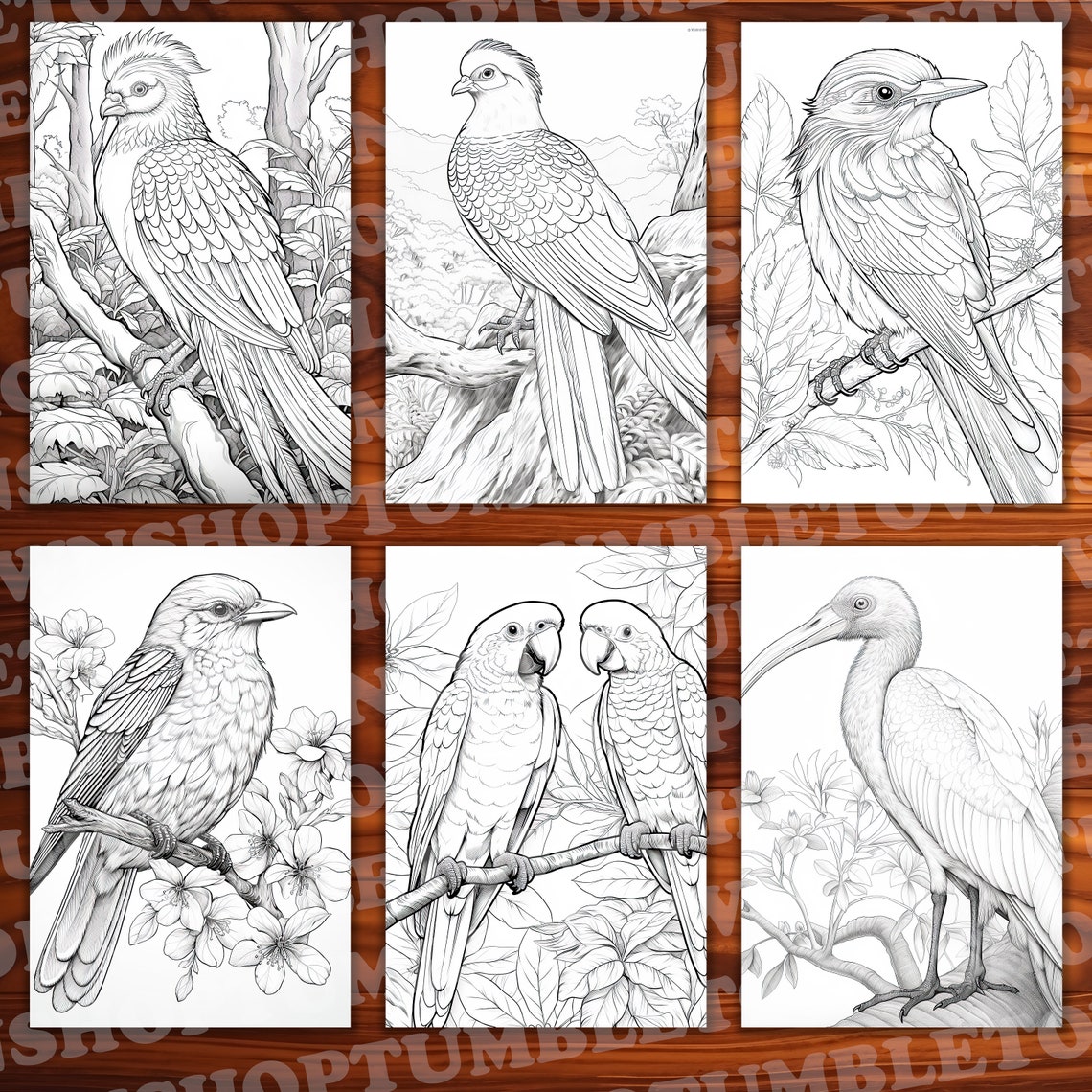 20 Native Birds Coloring Page Book, Adults and Kids, Instant Download ...