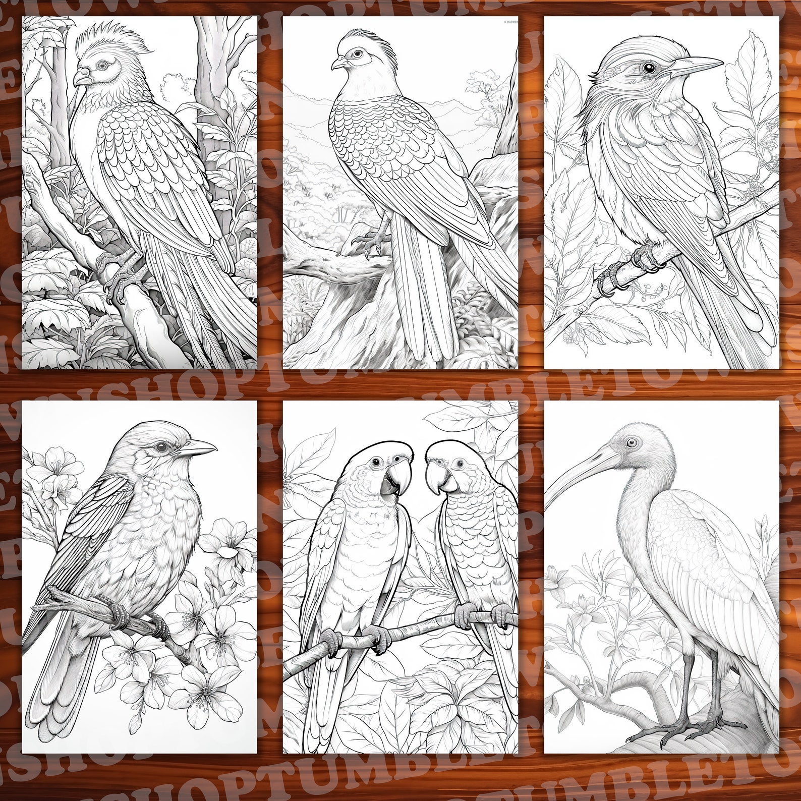 20 Native Birds Coloring Page Book, Adults and Kids, Instant Download ...