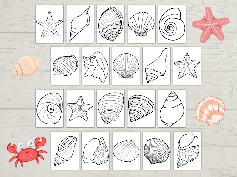 Seashell Outline Bundle, Beach Shell Templates, Coloring Pages (digital ...