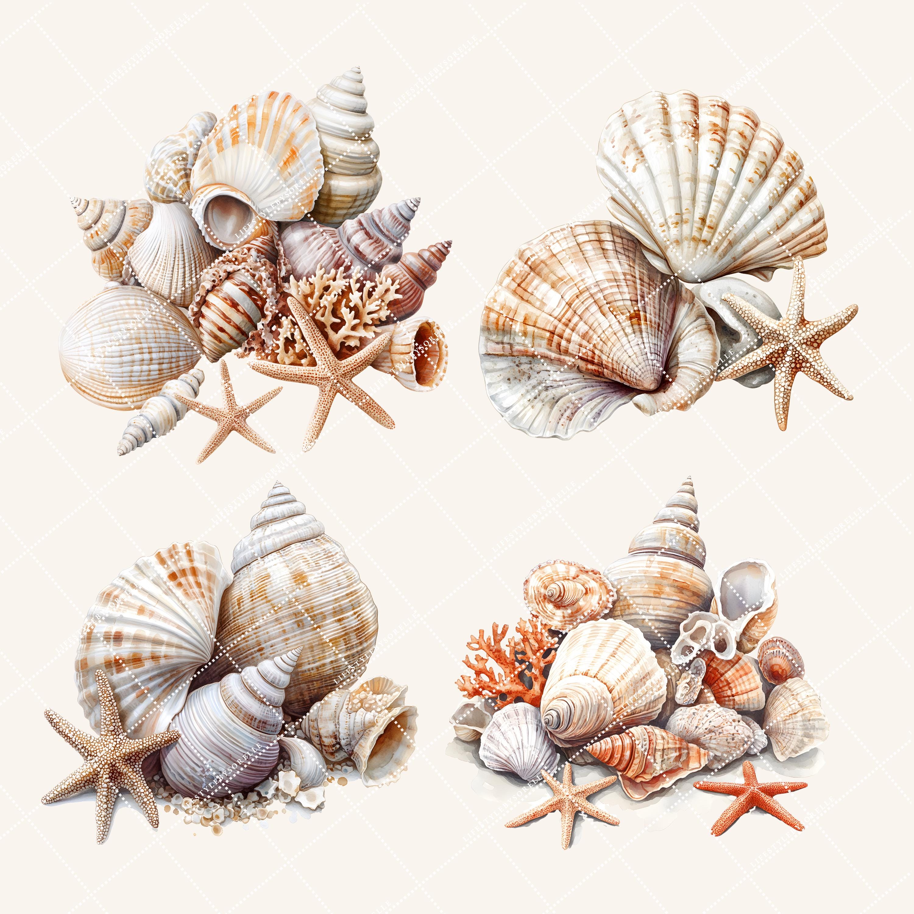 Seashell Clipart, Ocean Clipart, Star Fish Png, Under the Sea Clipart ...