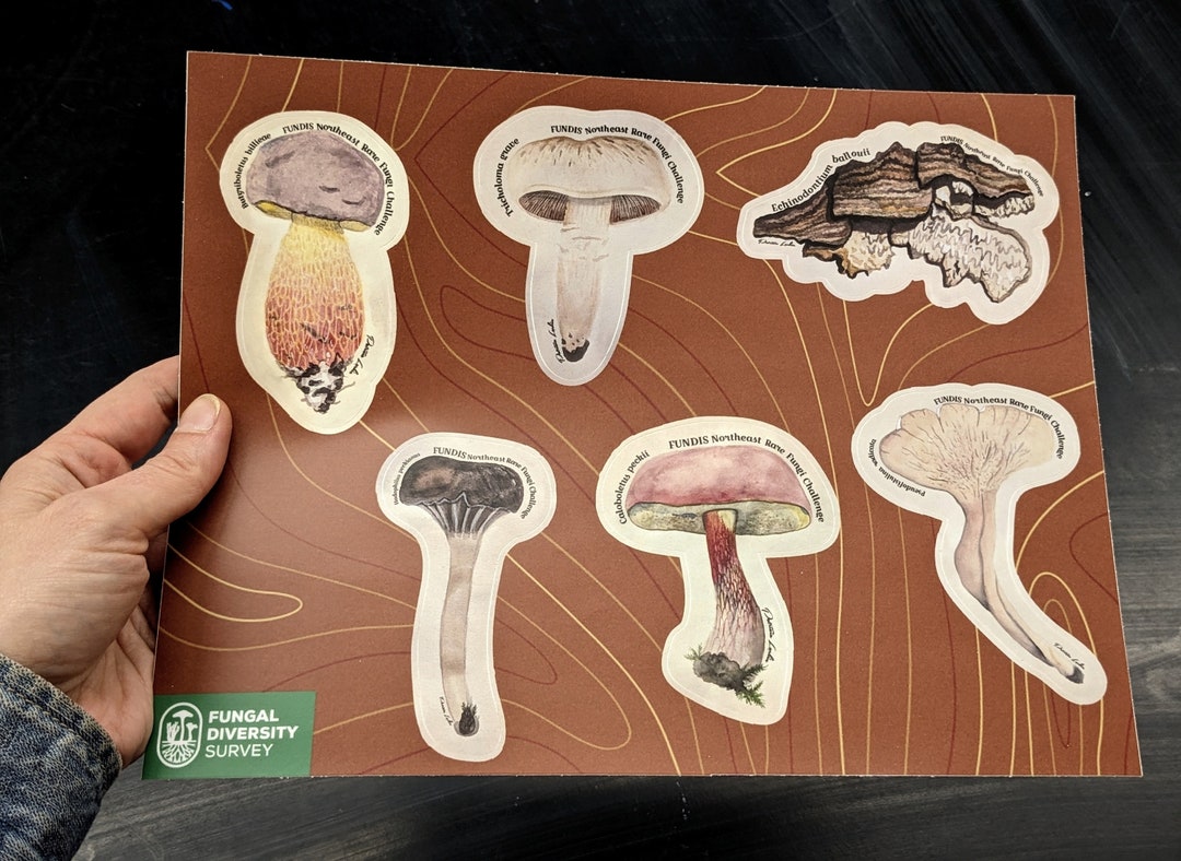 FUNDIS Fundraiser- Sticker Sheets - Etsy