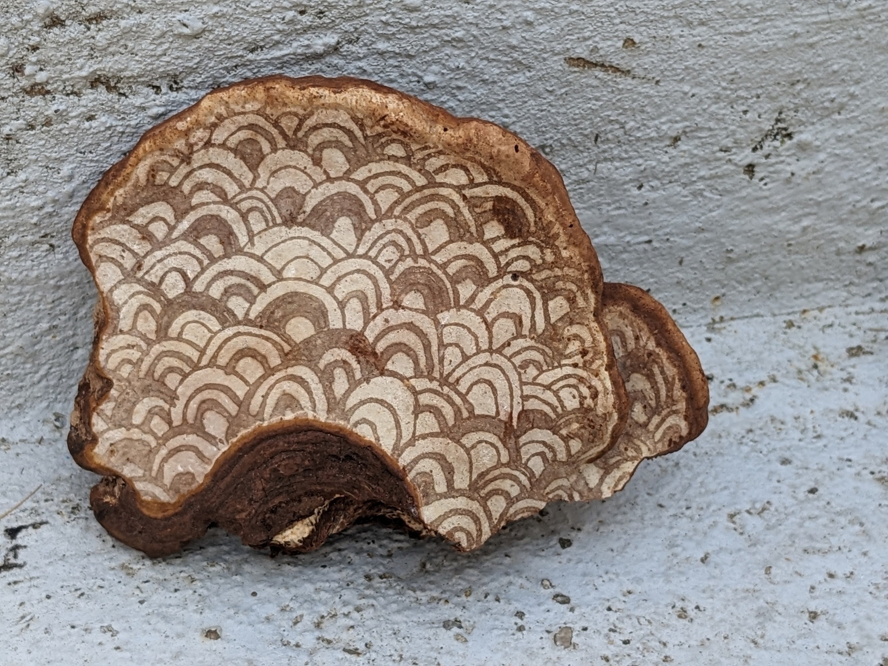 Artist Conk Painting - Rainbow Doodles- Mushroom Art- Nature Art - Etsy