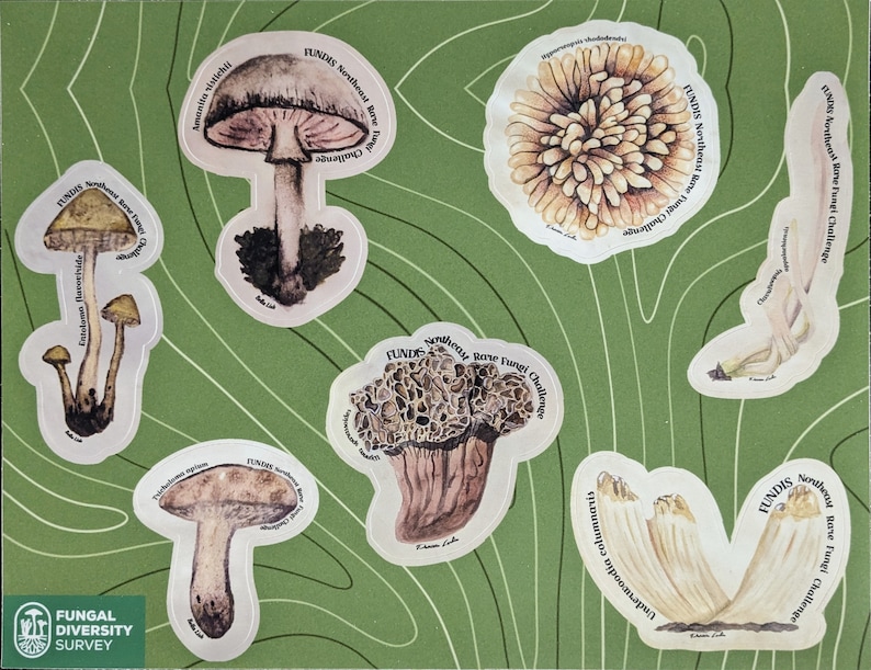 FUNDIS Fundraiser- Sticker Sheets - Etsy