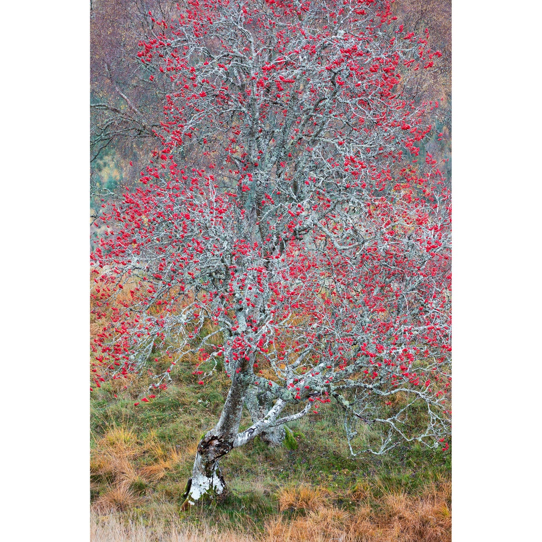 Red Berries, Trees, Wall Art, Home Decor, Unique Gift, Ltd Edition ...