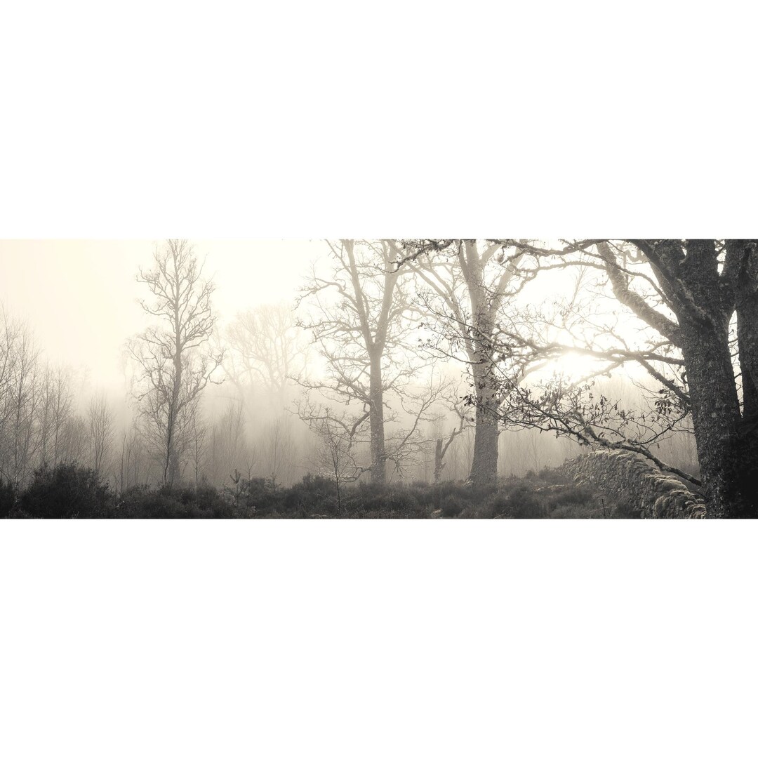 Trees, Woodland, Mist, Wall Art, Panoramic Print, Unframed, Photography ...