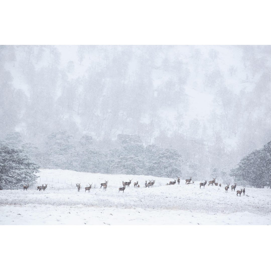Stags, Snow, Scotland, Wall Art, Fine Art Paper Print, Wildlife ...